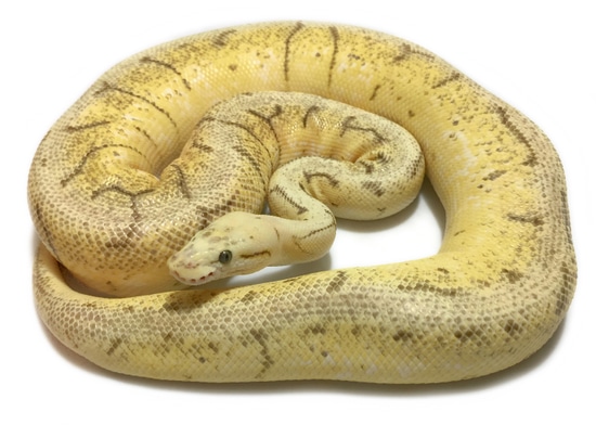 Spinnerblast Ball Python by Ivory Exotics