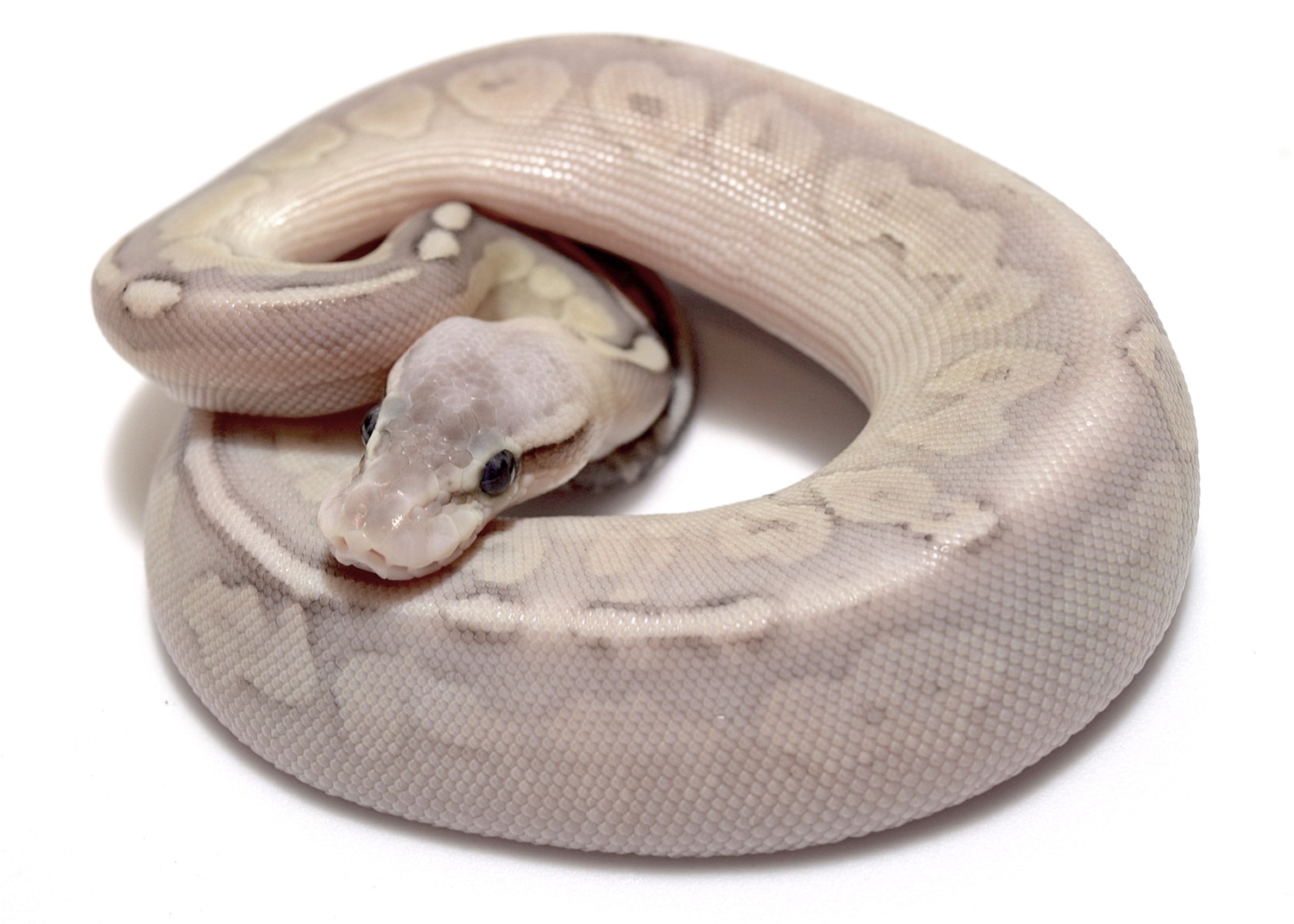 Butter Sterling Ball Python by Ivory Exotics - MorphMarket