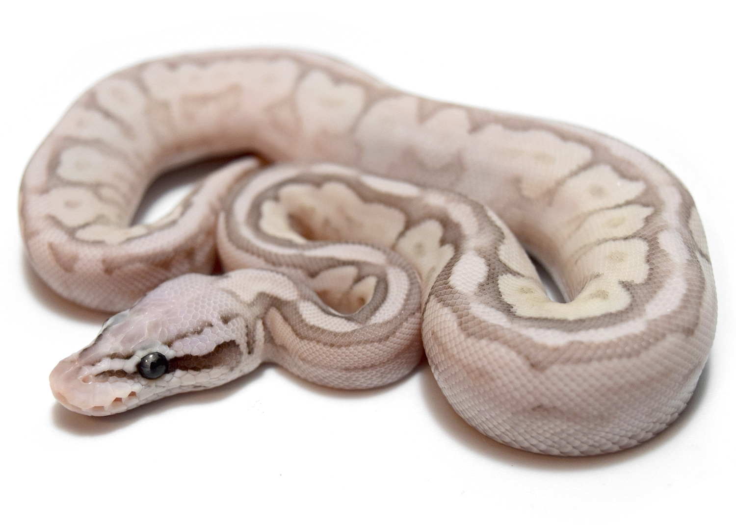 Vanilla Cinnamon Queenbee Ball Python by Ivory Exotics - MorphMarket