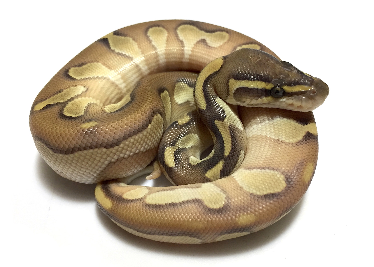 Black Head Butter Enchi Ball Python by Ivory Exotics - MorphMarket