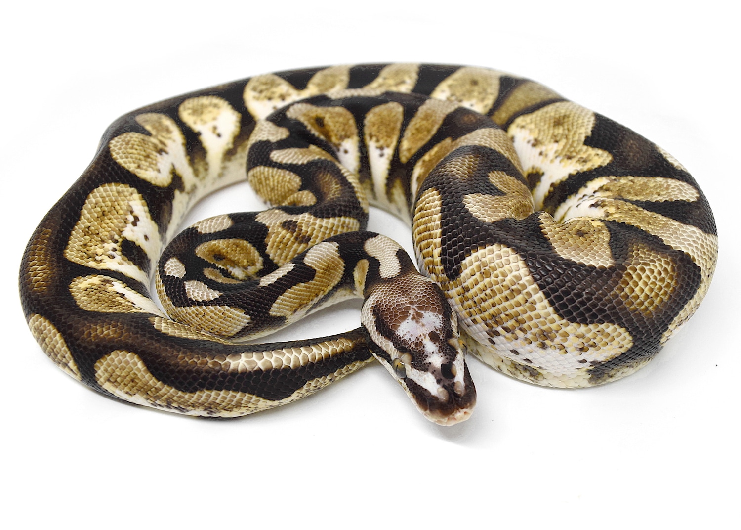 Scaleless Head Pastel Calico Ball Python by Ivory Exotics - MorphMarket
