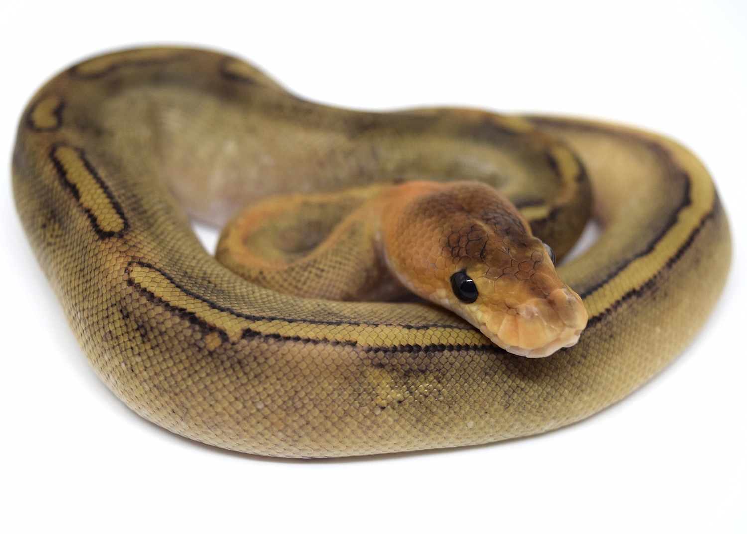 Champagne Het Clown Ball Python by Ivory Exotics - MorphMarket