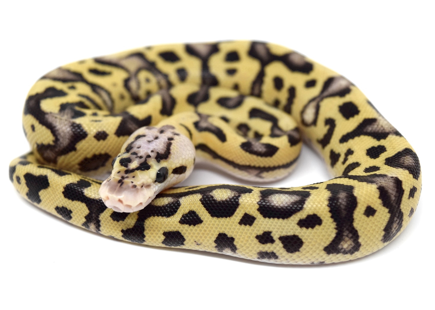 Superfly Crypton Ball Python by Ivory Exotics - MorphMarket