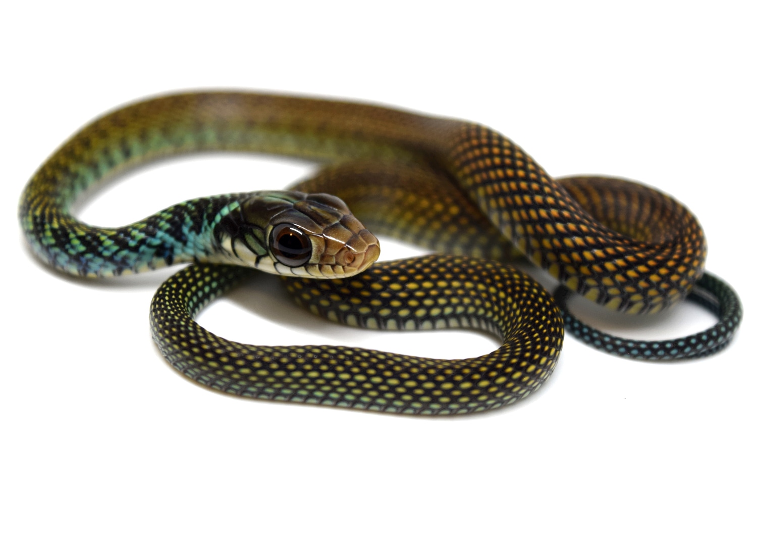 Speckled Racer (Drymobius Margaritiferus) Other Colubrid by Ivory ...