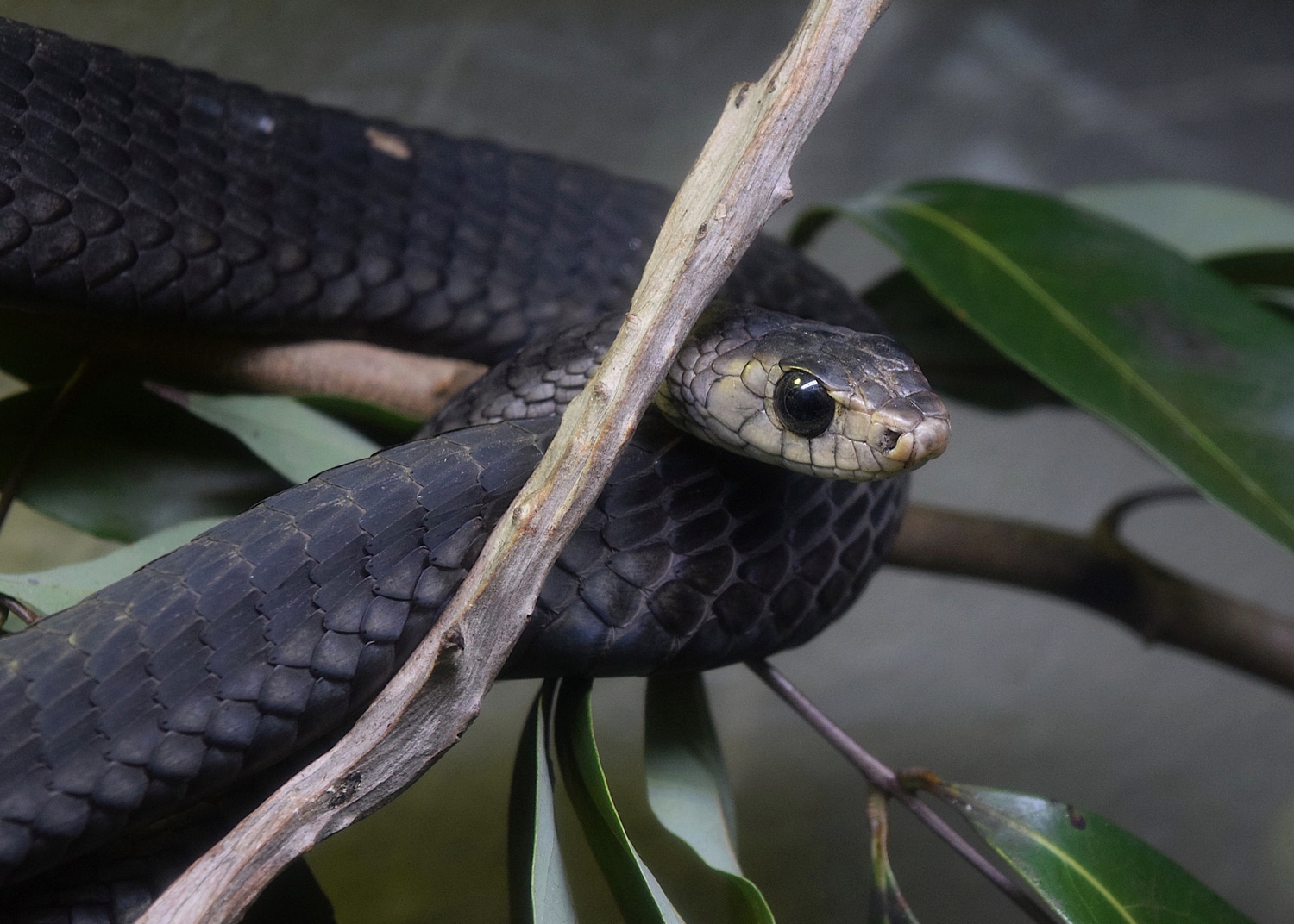 Western Black Tree Snake (Thrasops Occidentalis) More Colubrid by Ivory ...
