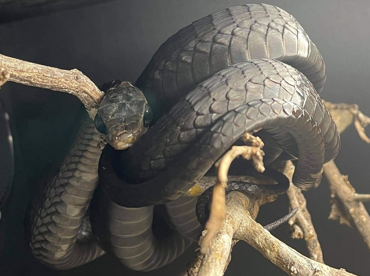 Western Black Tree Snake (Thrasops Occidentalis) Other Colubrid by ...