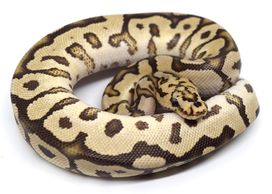 Fire Spotnose Clown Ball Python by Ivory Exotics