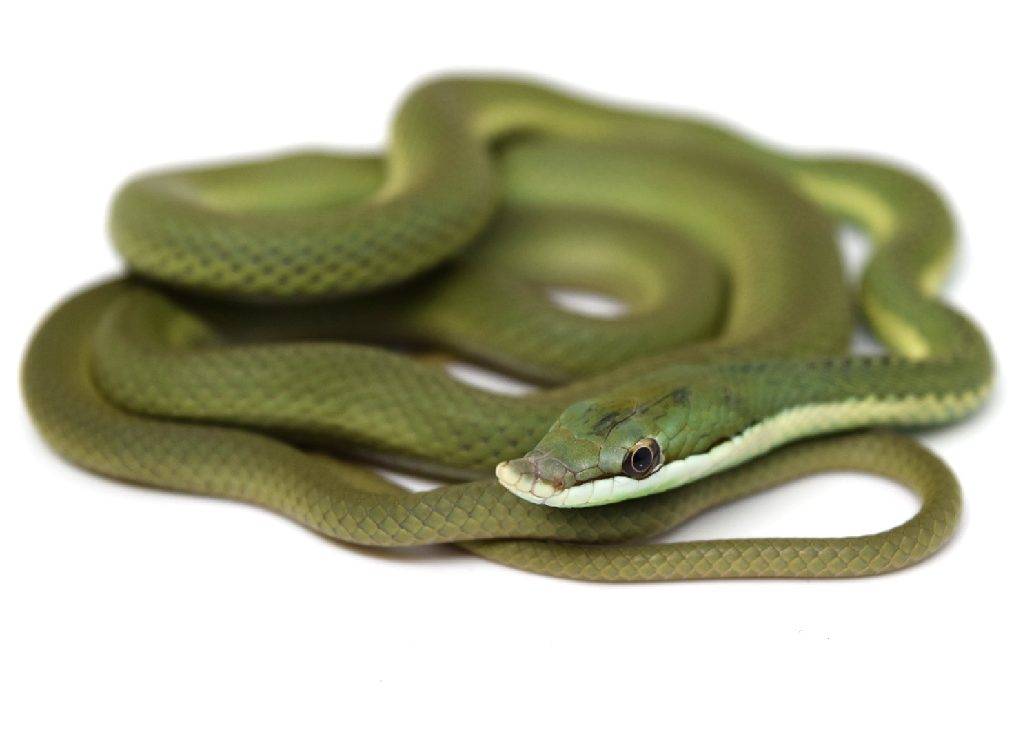 Barons Racer *PET QUALITY* Other Colubrid by Ivory Exotics - MorphMarket