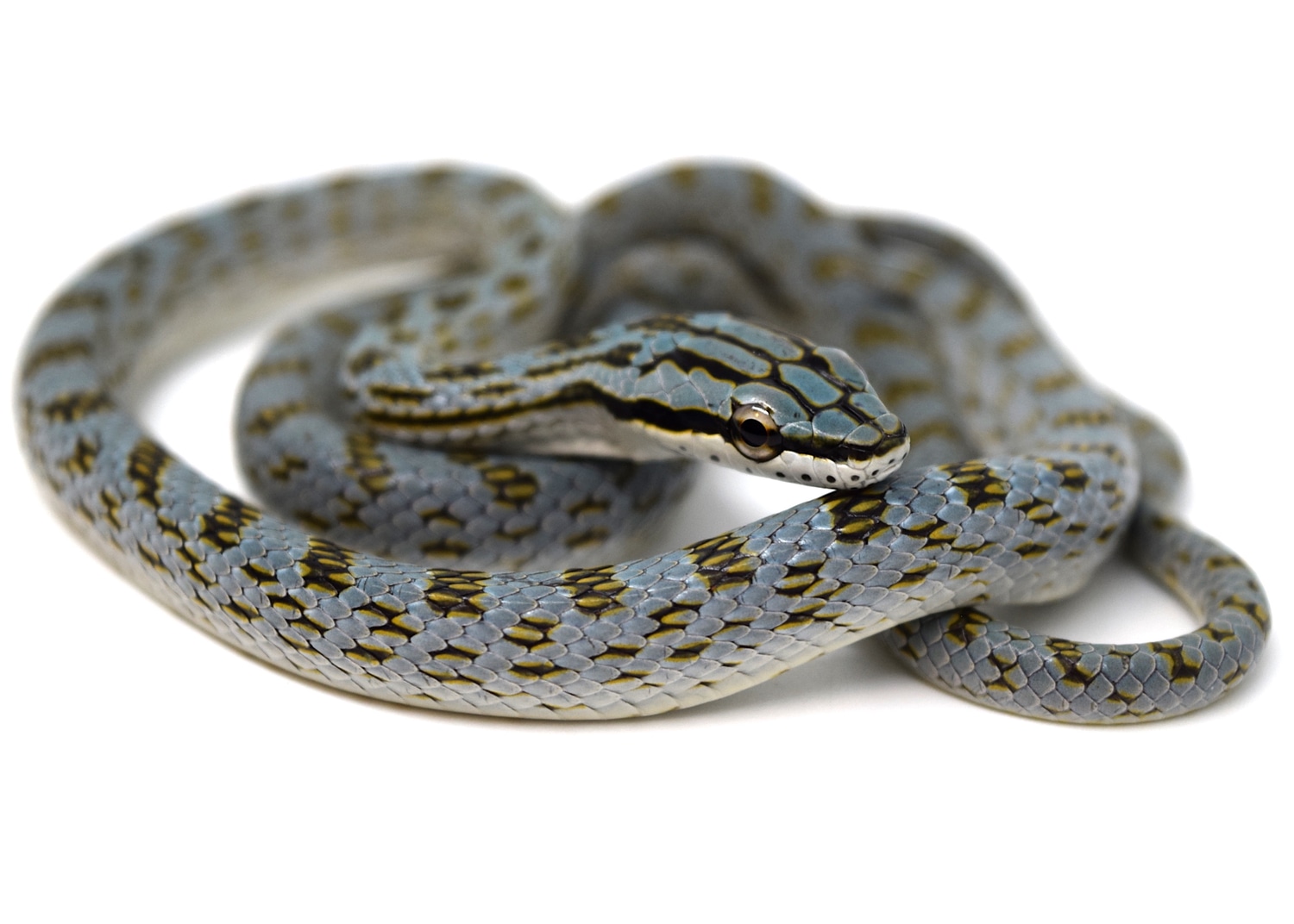 Rein Rat Snake More Colubrid by Ivory Exotics - MorphMarket