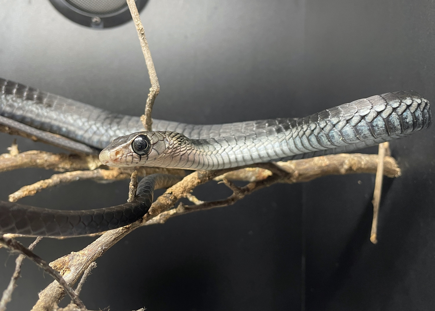 Western Black Tree Snake Other Colubrid by Ivory Exotics - MorphMarket