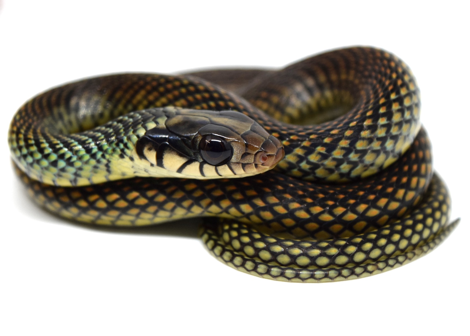 Speckled Racer More Colubrid by Ivory Exotics - MorphMarket