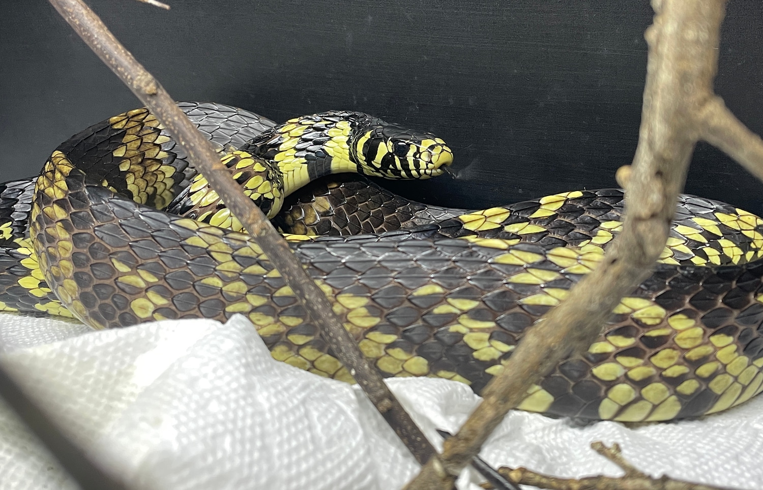 Tiger Rat Snake Other Rat Snake by Ivory Exotics - MorphMarket