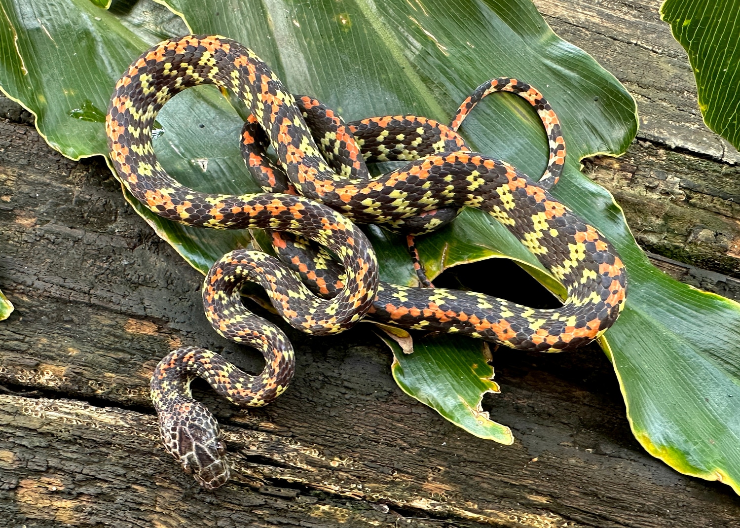 Siphlophis Cervinus More Colubrid by Ivory Exotics - MorphMarket