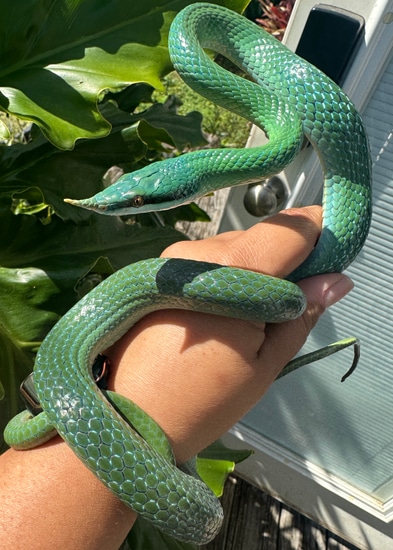 Rhino Rat Snake Other Rat Snake by Ivory Exotics