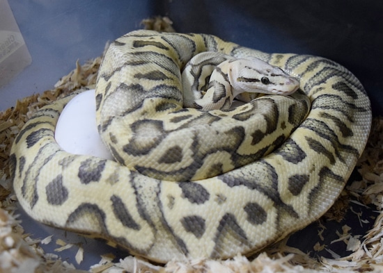 Superfly Crypton Ball Python by Ivory Exotics