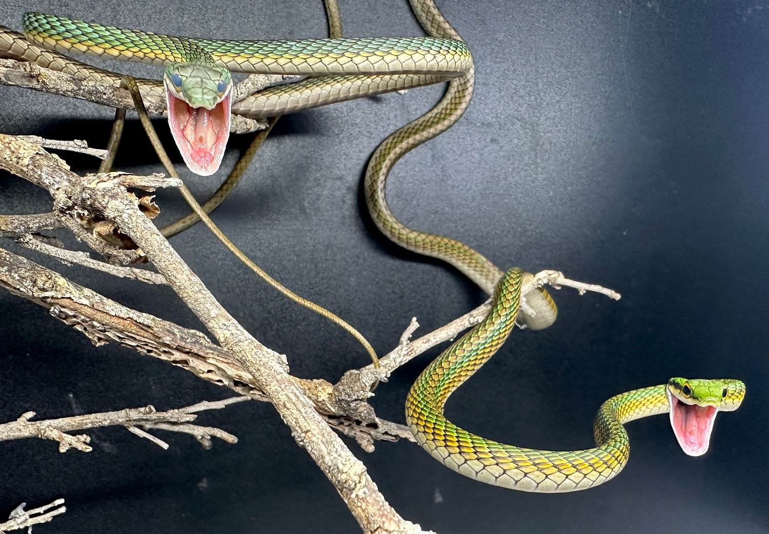 Parrot Snakes More Colubrid by Ivory Exotics - MorphMarket