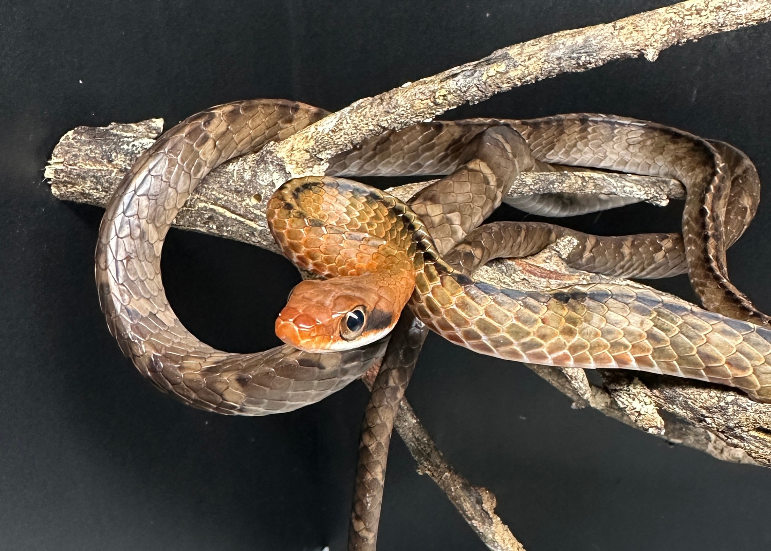 Brown Sipo More Colubrid by Ivory Exotics - MorphMarket