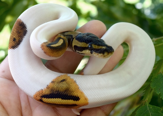 Pied Ball Python by Ivory Exotics