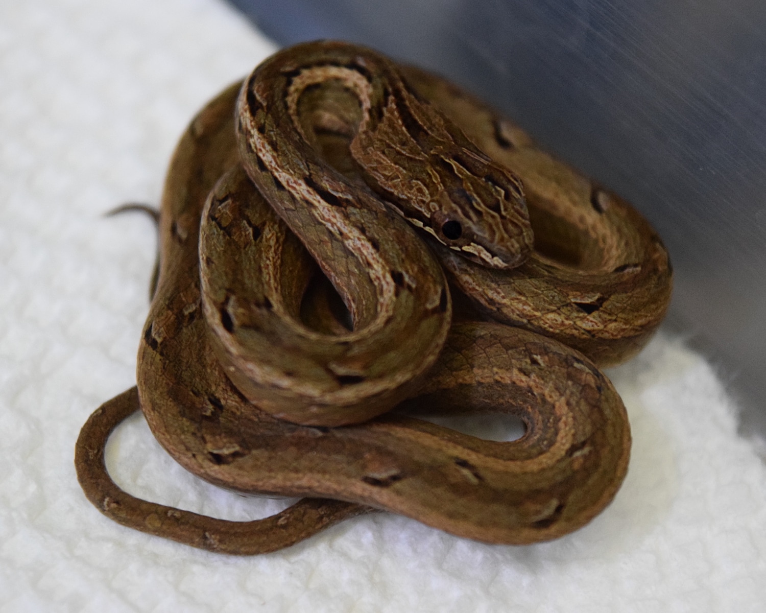 Mock Viper More Colubrid by Ivory Exotics - MorphMarket