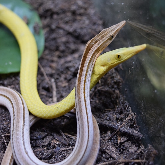 Legless Lizard By Ivory Exotics