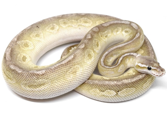 Lesser Pewter Het Clown Ball Python by Ivory Exotics