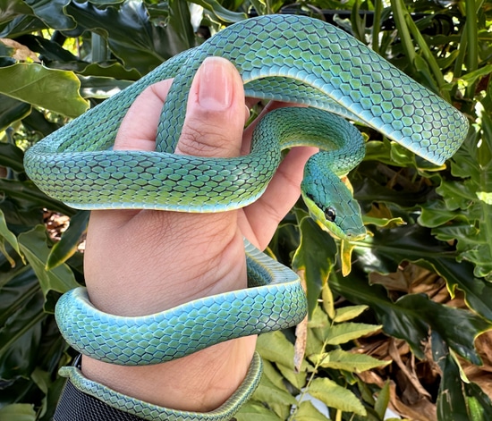 Teal Line Rein Rat Snake Other Rat Snake by Ivory Exotics