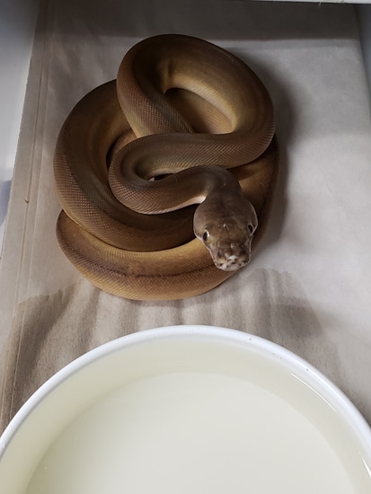 Phantom Tiger GC Reticulated Python by In Your Face Exotix