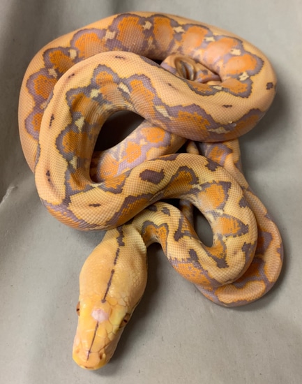 Purple Reticulated Python by In Your Face Exotix