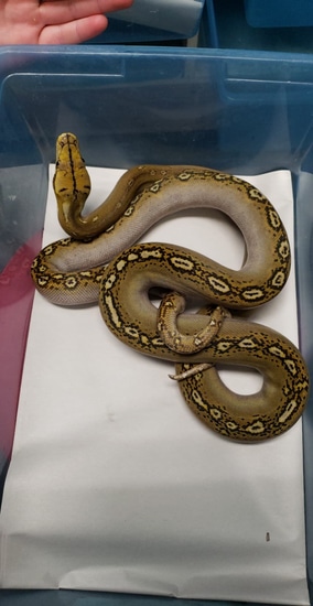 Motley Phantom Reticulated Python by In Your Face Exotix