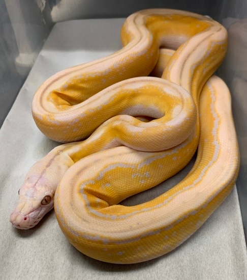 Albino Motley Tiger Citron Reticulated Python by In Your Face Exotix