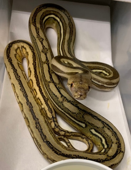 Phantom Tiger #3 Reticulated Python by In Your Face Exotix