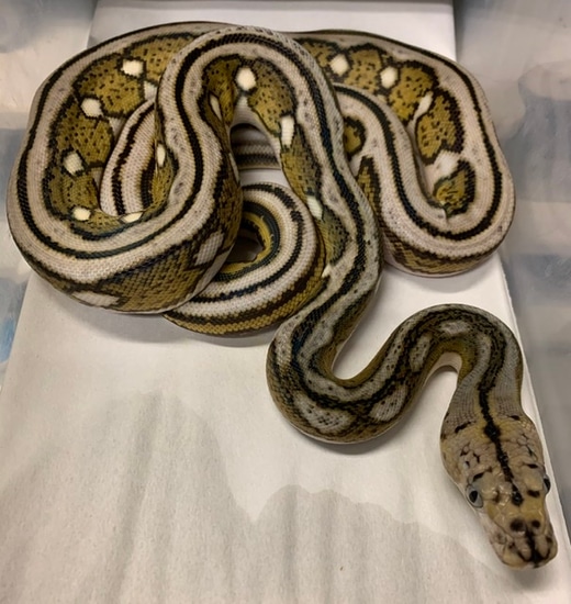 Motley Tiger Het Pied PH Albino Reticulated Python by In Your Face Exotix