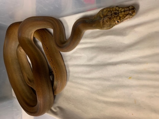 Goldenchild Het Albino/Mocha Reticulated Python by In Your Face Exotix