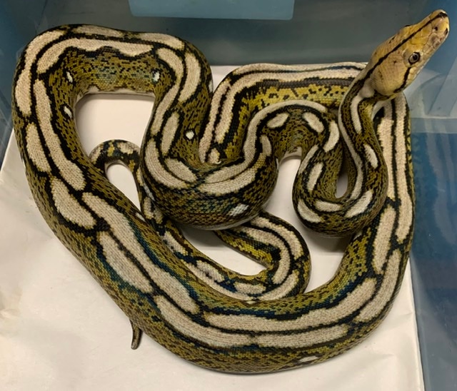 Motley Tiger Het Pied Reticulated Python by In Your Face Exotix ...