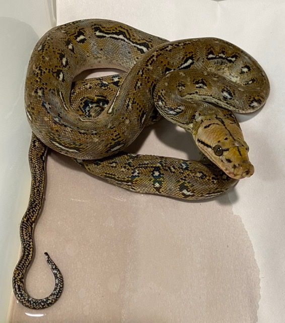 Anthrax Reticulated Python by In Your Face Exotix - MorphMarket