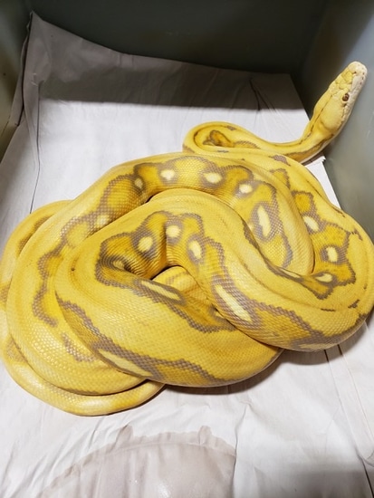 Orange Glow Suntiger Reticulated Python by In Your Face Exotix