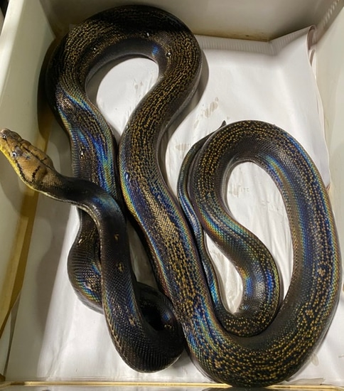 Goldenchild Het Albino Reticulated Python by In Your Face Exotix