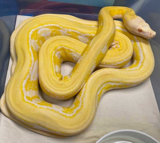 Amel Tiger Reticulated Python by In Your Face Exotix