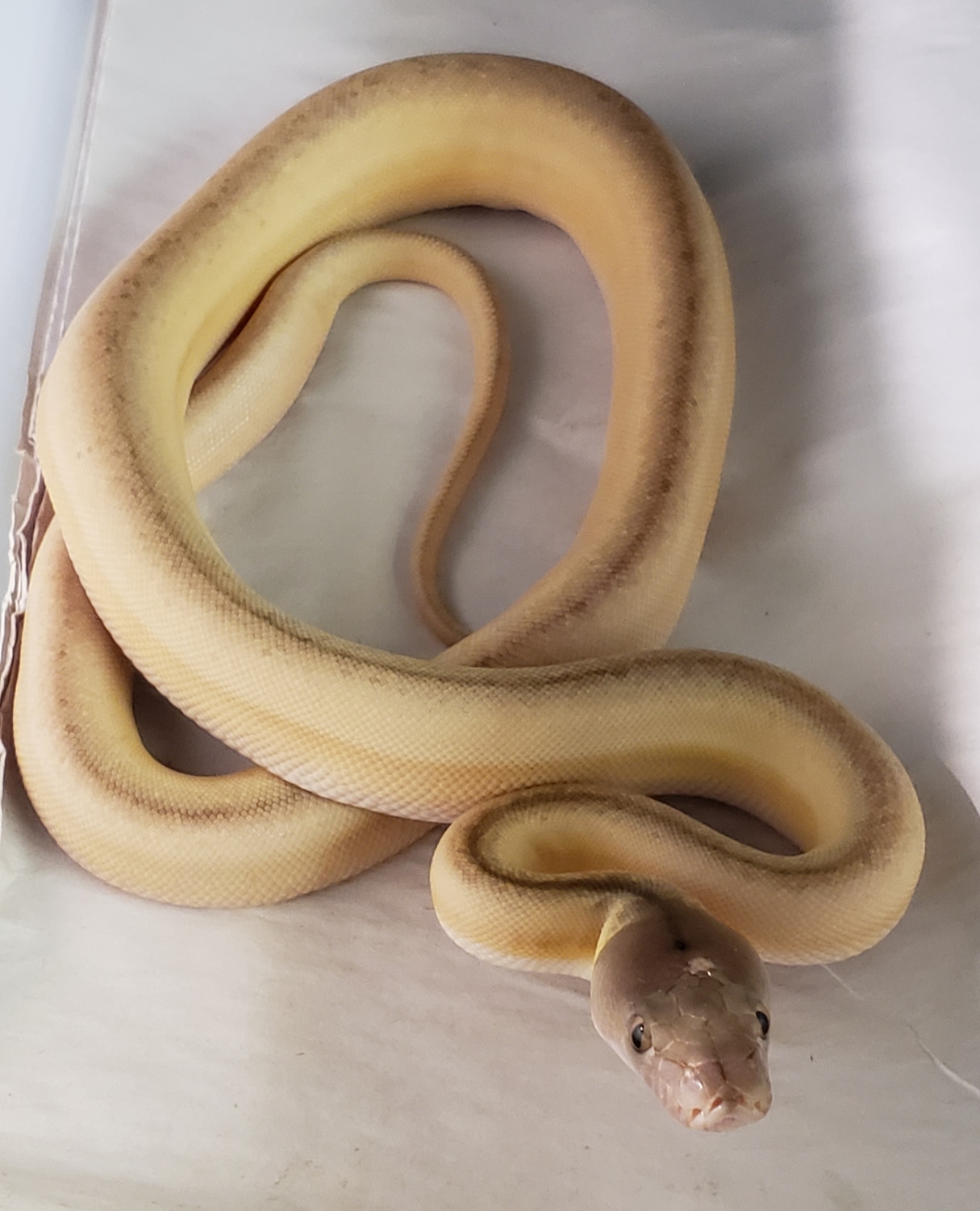 Platinum Suntiger Titanium Reticulated Python by In Your Face Exotix ...
