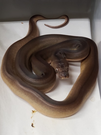 GCT Titanium Reticulated Python by In Your Face Exotix