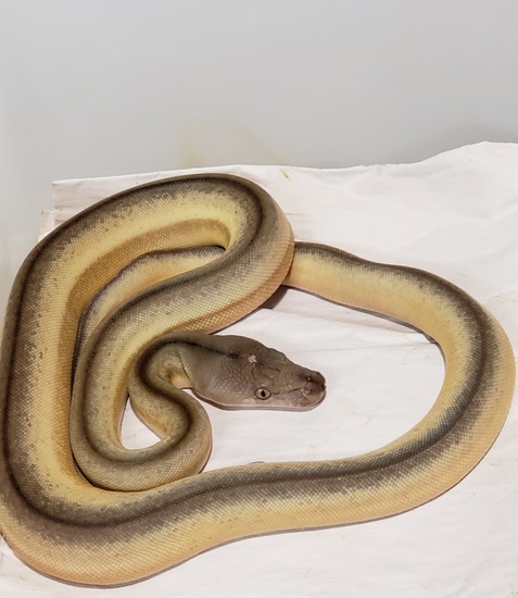 Suntiger Titanium Reticulated Python by In Your Face Exotix