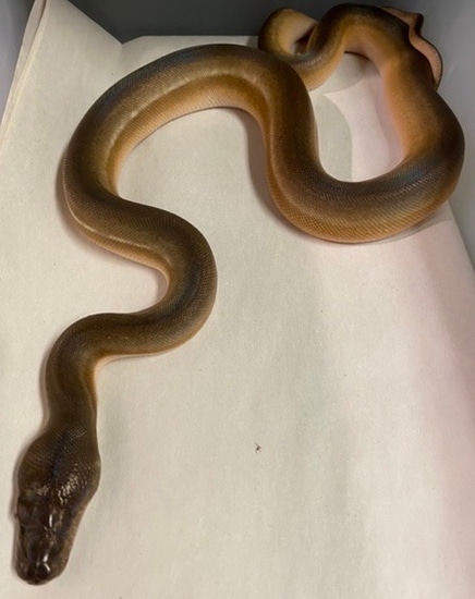 Sunfire Titanium 1 Eye Reticulated Python by In Your Face Exotix