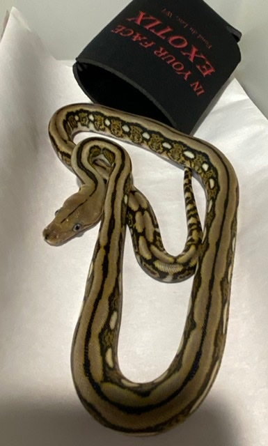 Tiger #3 Het Pied 37.5%super Dwarf Reticulated Python by In Your Face ...