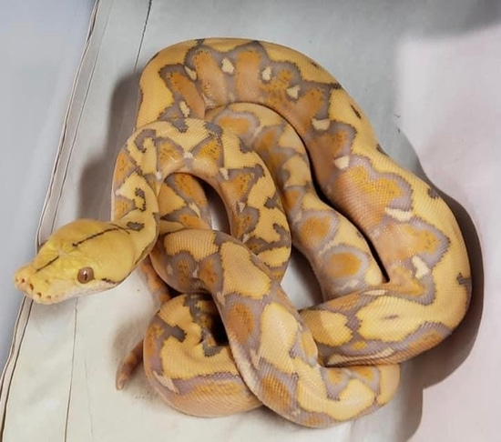 Purple #2 Reticulated Python by In Your Face Exotix