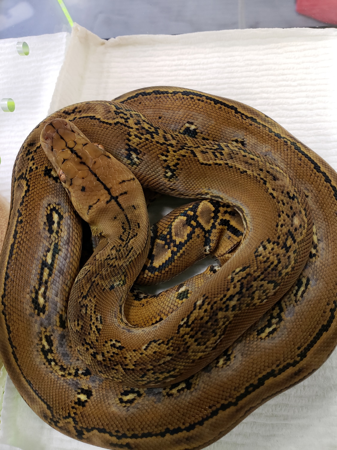 Dwarf Citrus Marble Het Albino Reticulated Python by In Your Face ...