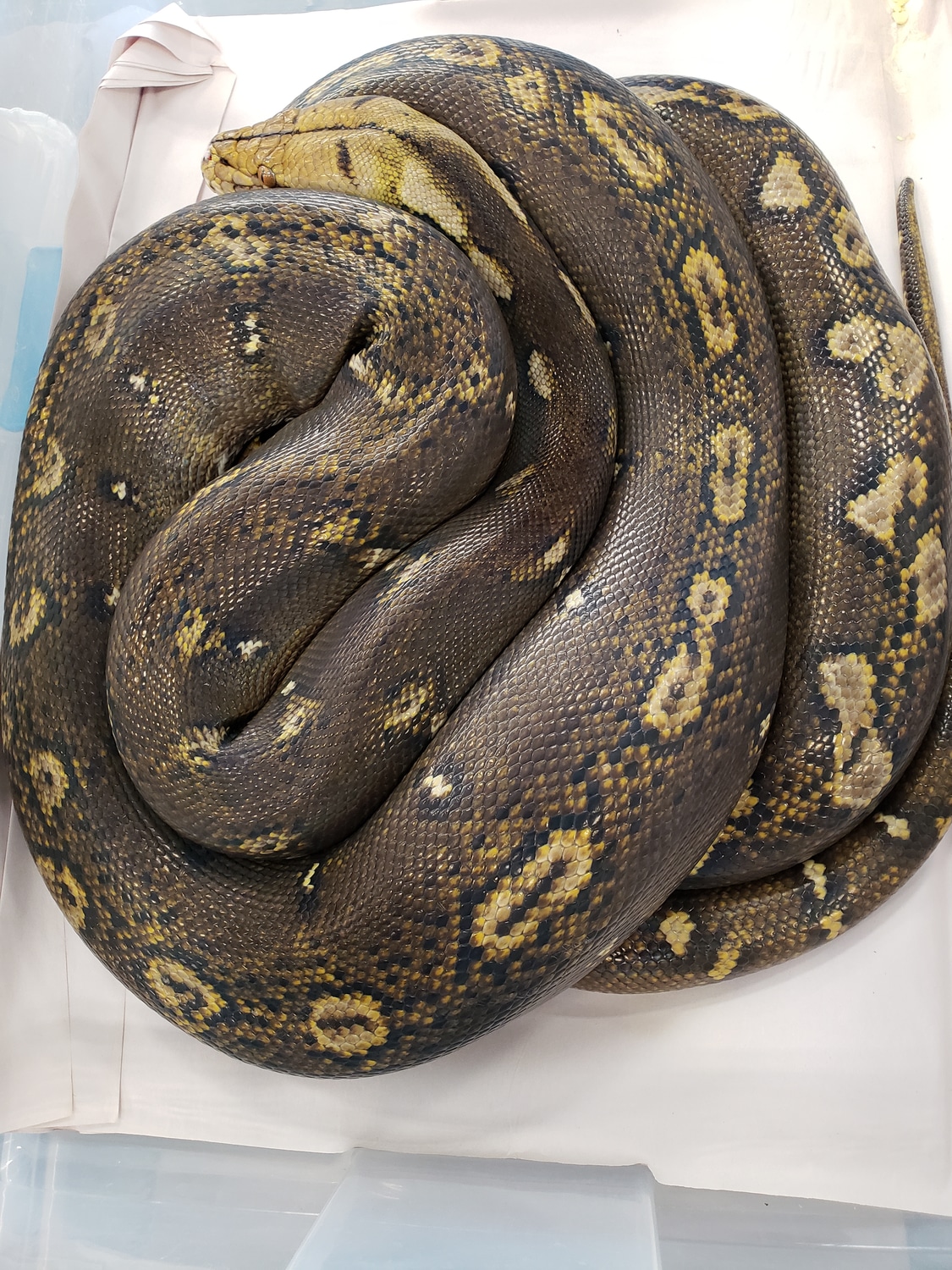 Phantom Sun Reticulated Python by In Your Face Exotix - MorphMarket