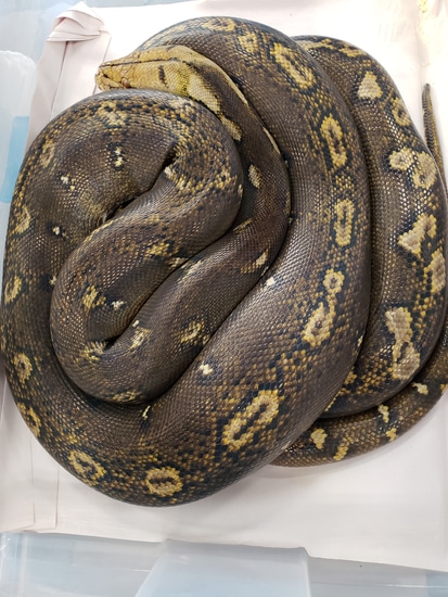Phantom Sun Reticulated Python by In Your Face Exotix