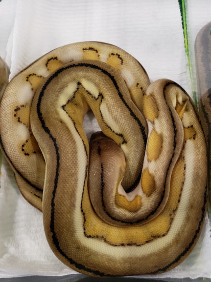 Platinum Tiger PH Anery 25% Selayer Reticulated Python by In Your Face ...