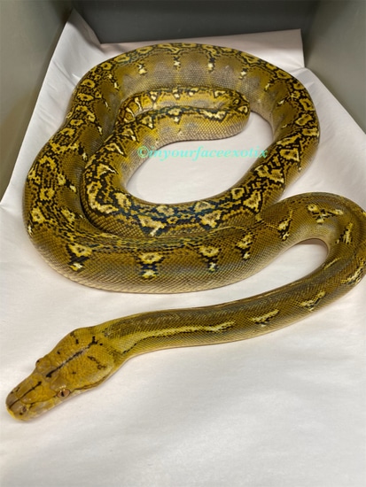 Phantom Het Albino Or Indo #1 Reticulated Python by In Your Face Exotix
