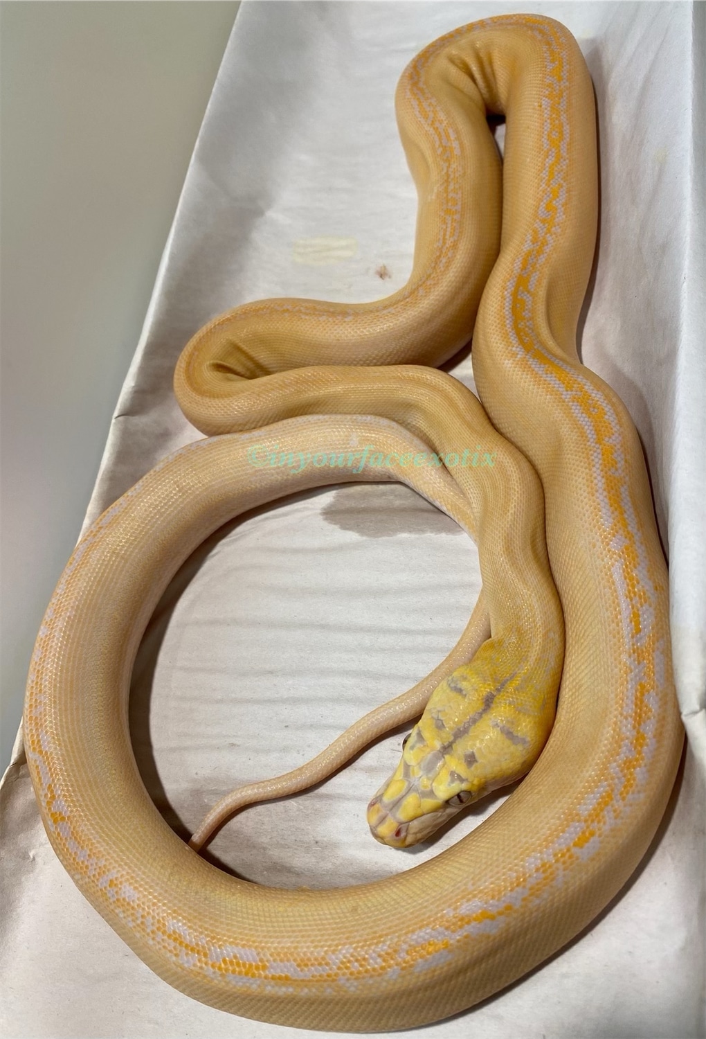 Lavender Motley Goldenchild Reticulated Python by In Your Face Exotix ...